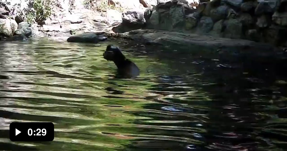 Pig rescues baby goat - 9GAG