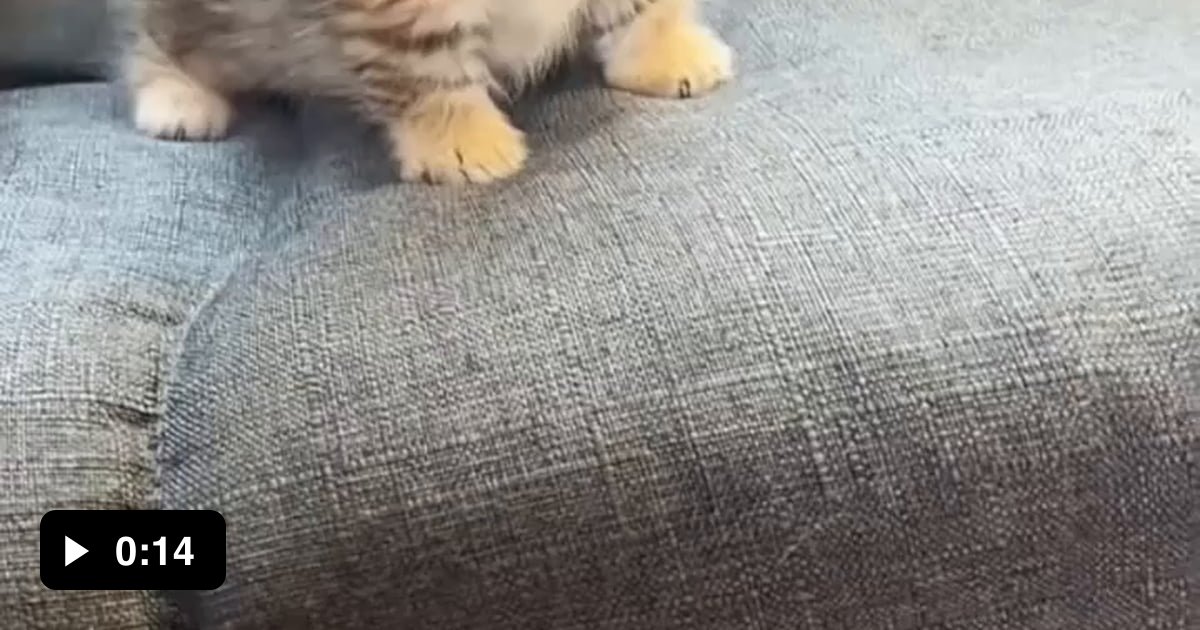 Little floof - 9GAG