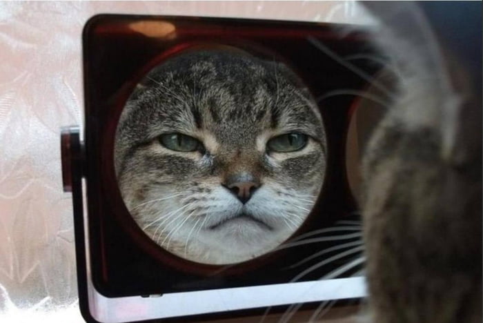 Cats smile by closing their eyes when looking “eye to eye”. Cats ...