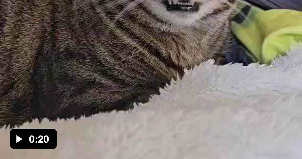 Chonk sees a bird - 9GAG