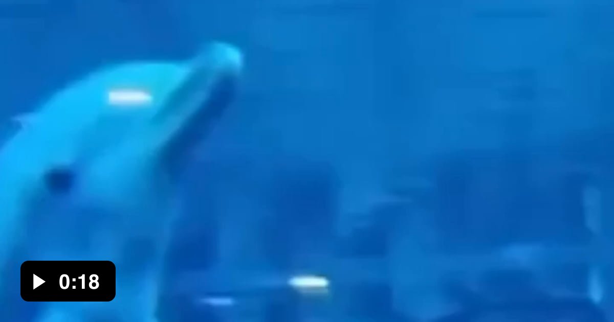 Dolphin casually showing off dolphin shit - 9GAG