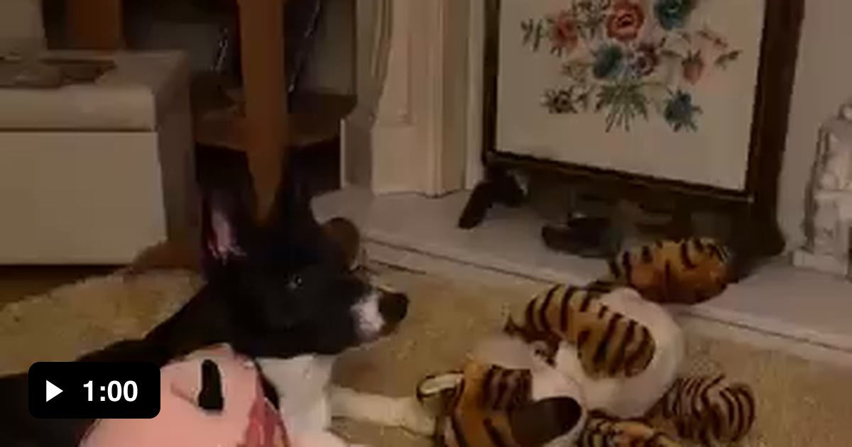 "Get ready to run Hobbes. Sh*t just got real!!" - 9GAG