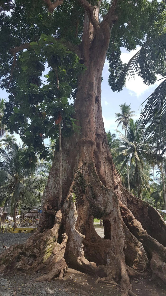 300 year-old Dao Tree in Davao Oriental, Philippines. 260 feet tall ...