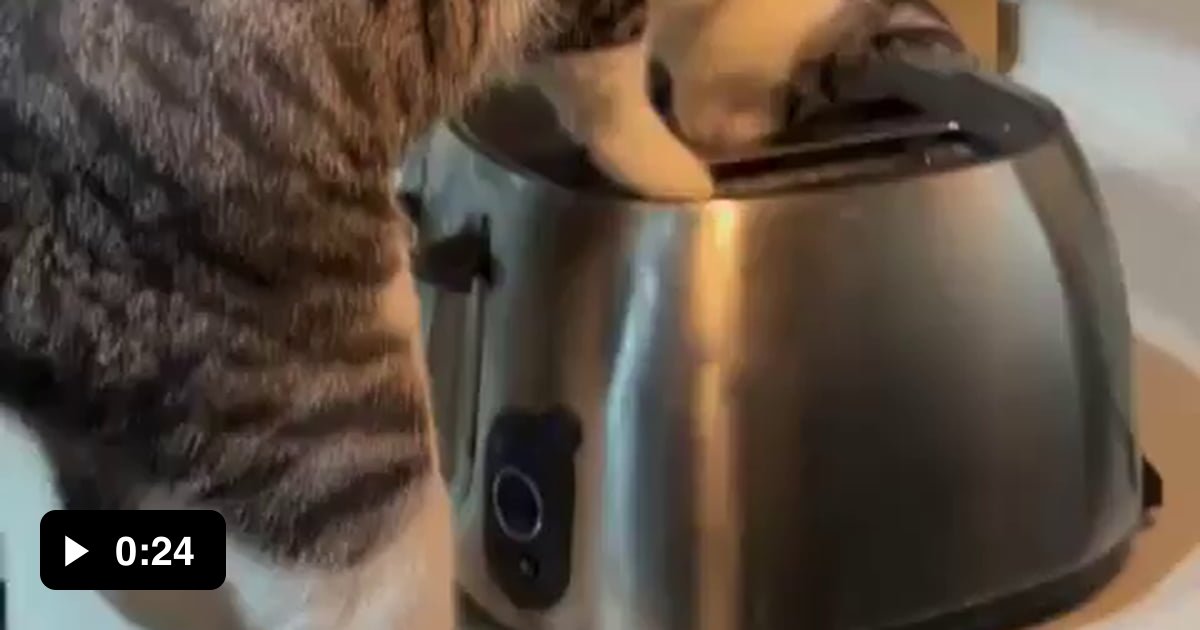 "What is it boy? You want some toast lol?!" ** In fact, he did not want any toast ** - 9GAG