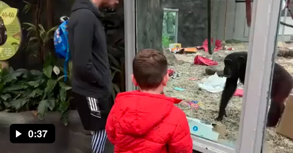 Chimp sees mans prosthetic leg - 9GAG