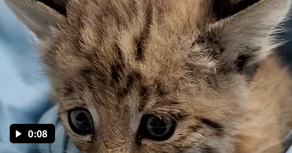 Extra smol bobcat - 9GAG