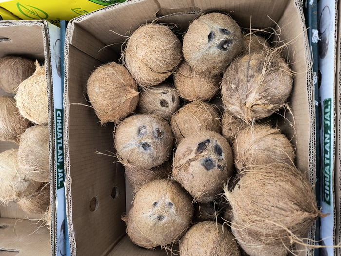 Why do these coconuts look like sloths judging people pass by? - 9GAG