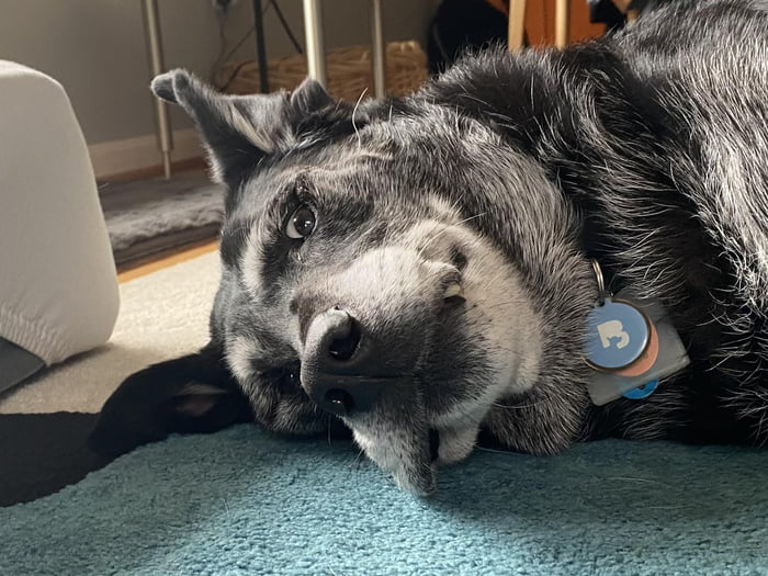 Disrupted floor face scratchies for this silly goon - 9GAG