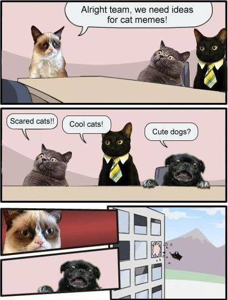 Cats, am I right? - 9GAG