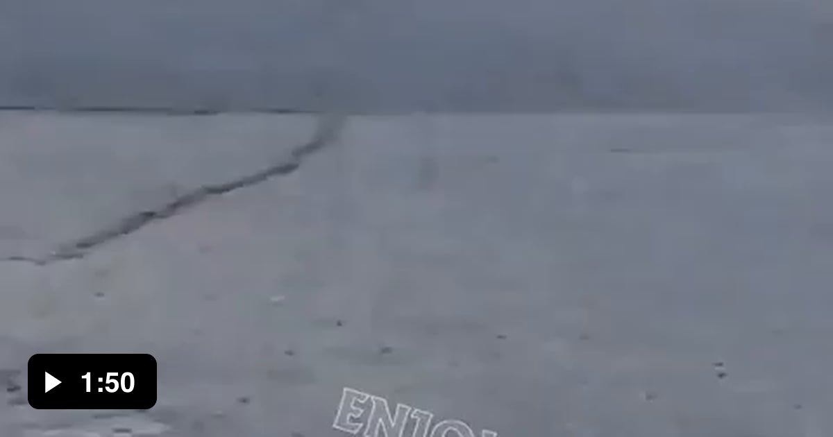 Monty Python Seagull, Eater of Mammals - 9GAG