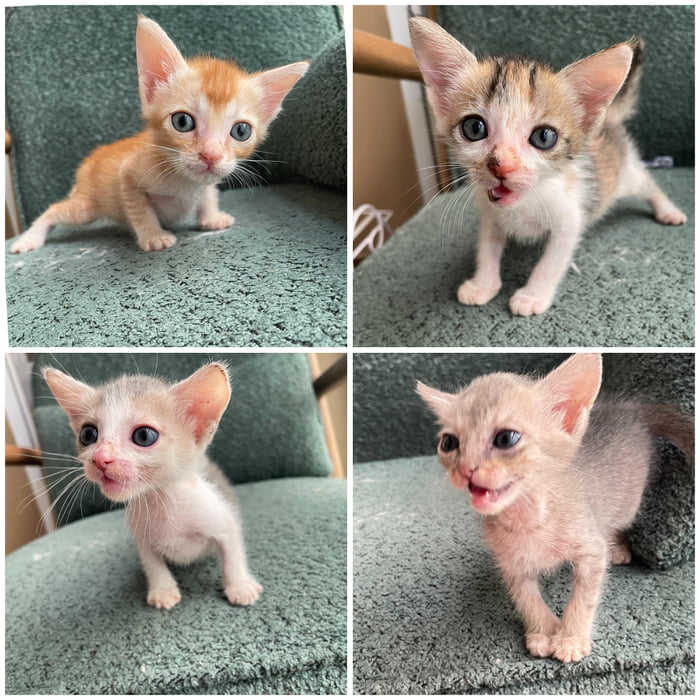 Fostering these itty bitty kitties - 9GAG