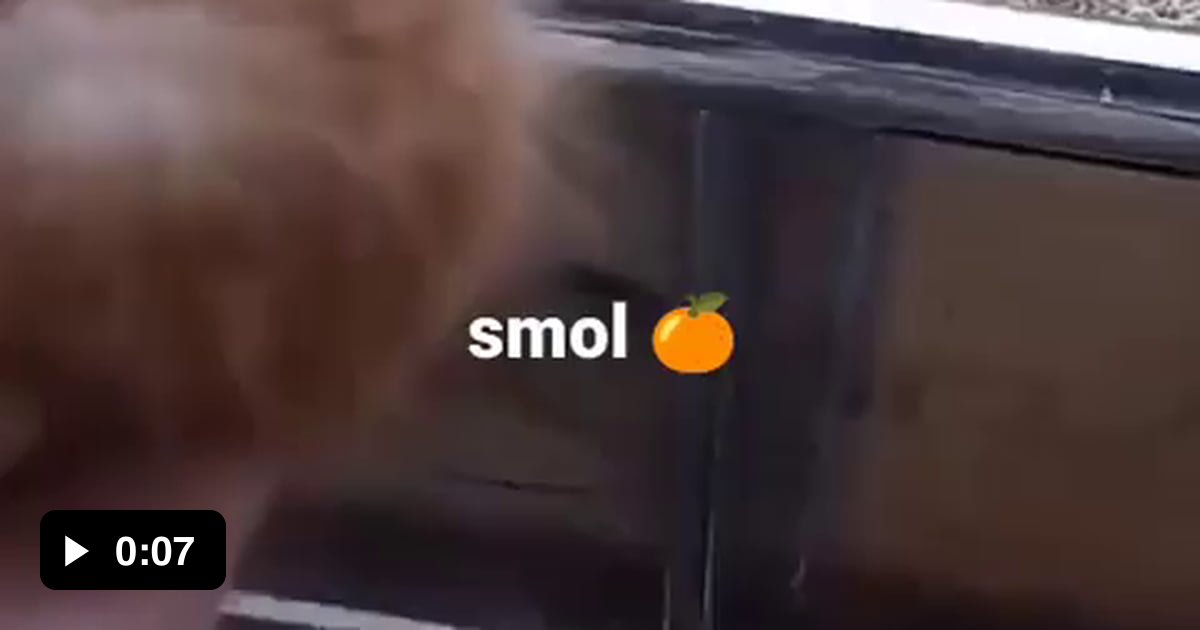 So smol 🍊 - 9GAG