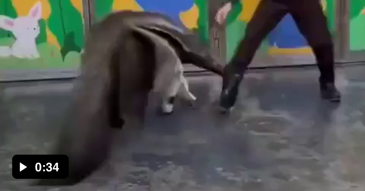 Anteaters' foreleg looks like the head of a separate animal - 9GAG