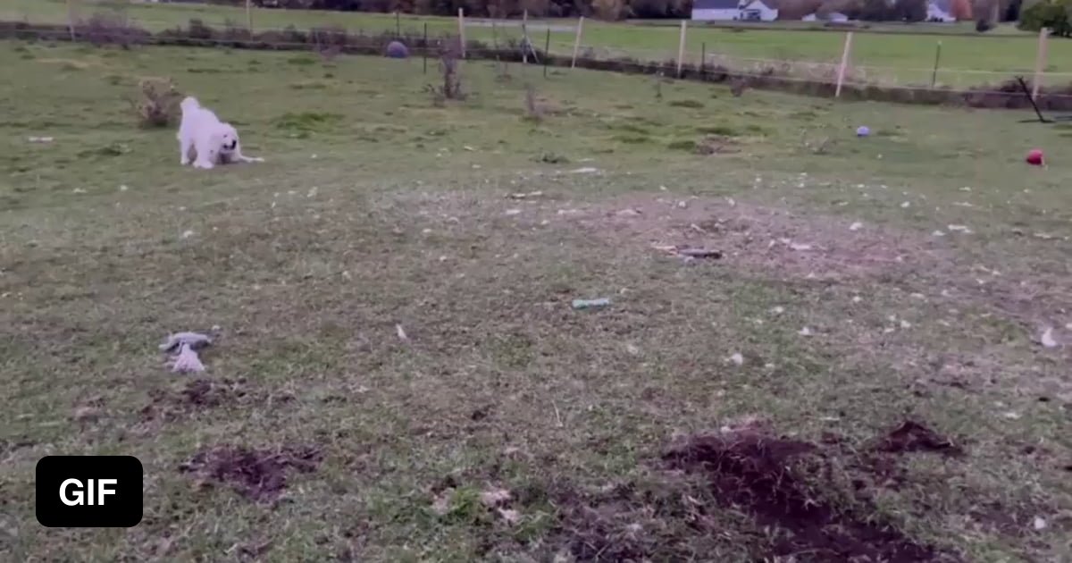 Cow and dog with the most incredible friendship - 9GAG