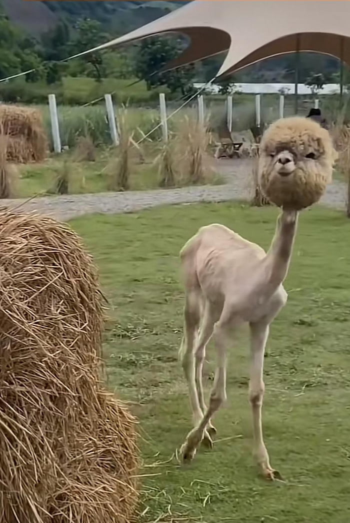 Alpaca without its fur - 9GAG