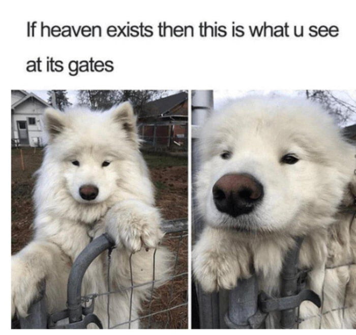 Bow to him, be blessed - 9GAG