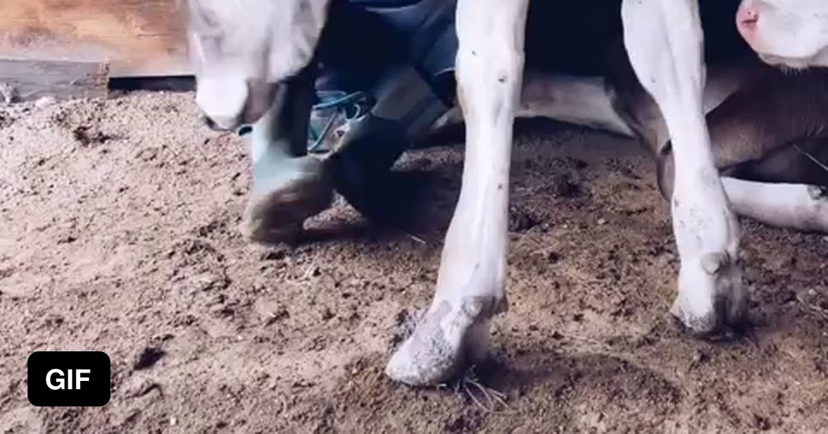 Caretaker at an animal sanctuary spends time with the cows - 9GAG