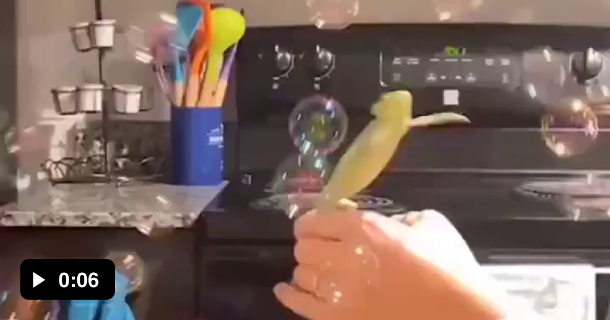 Chameleon's reaction to seeing bubbles. - 9GAG