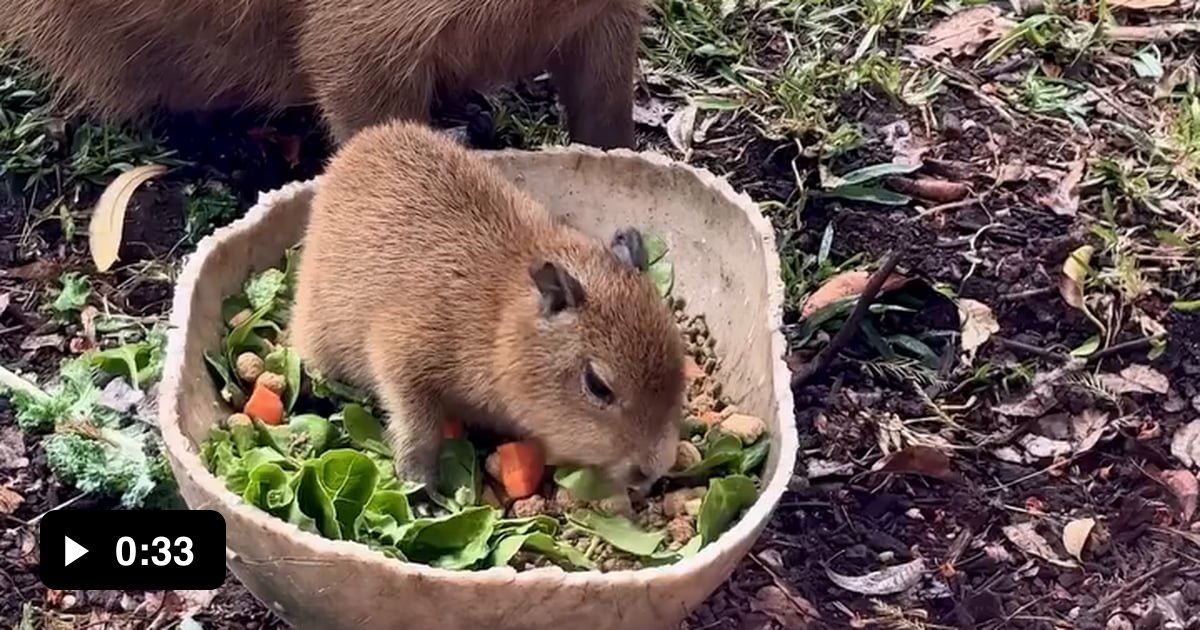 Capybara: original [ ] vs. copy [ ] - 9GAG