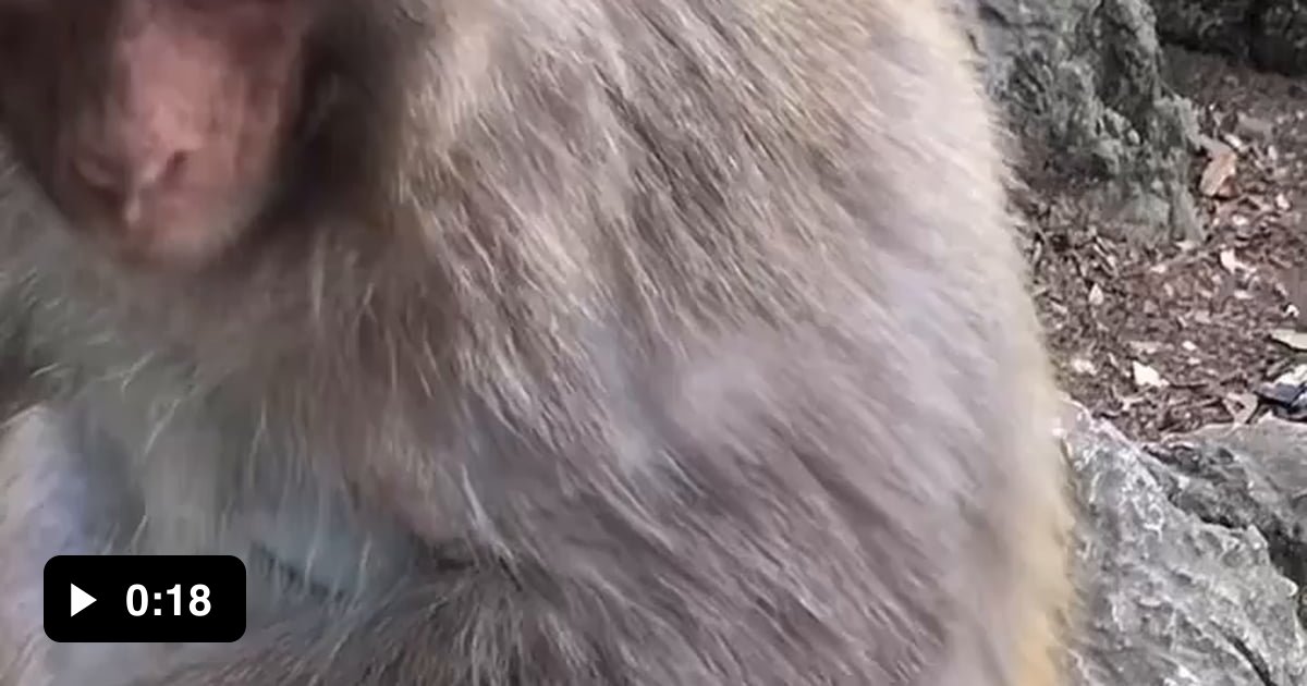 This monkey's reaction to realizing its skin is loose is priceless! It ...
