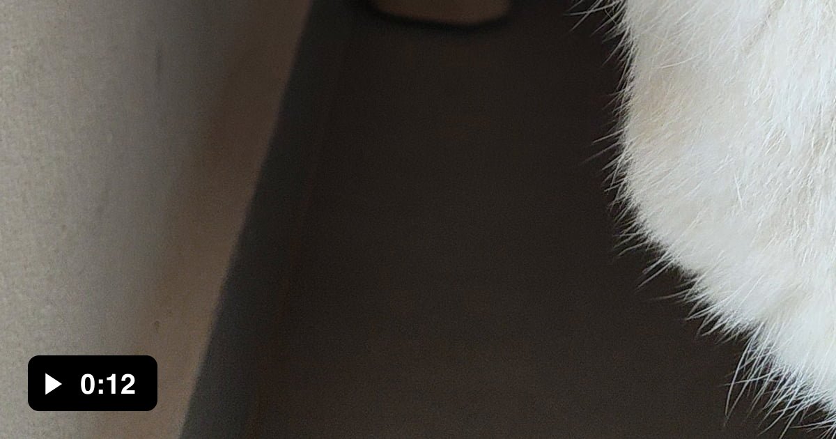 Catnip junkie - 9GAG