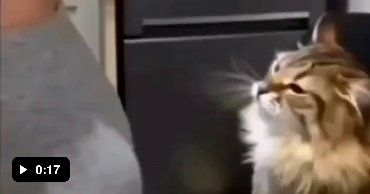 If i reincarnate as a kitty i wont be able to speak, but there will be signs. - 9GAG