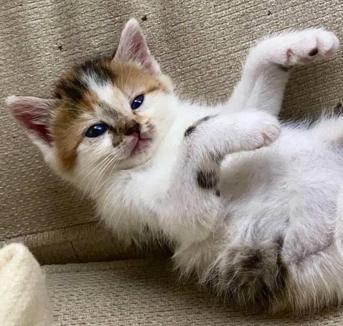 Wee Kitty Kalie - 9GAG