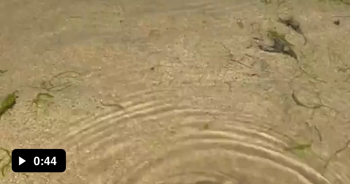 Horned Koster - a species of marine fish, sometimes referred to as a ...