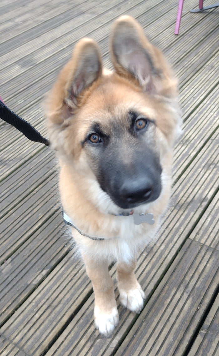 GSD x Northern Inuit - 9GAG