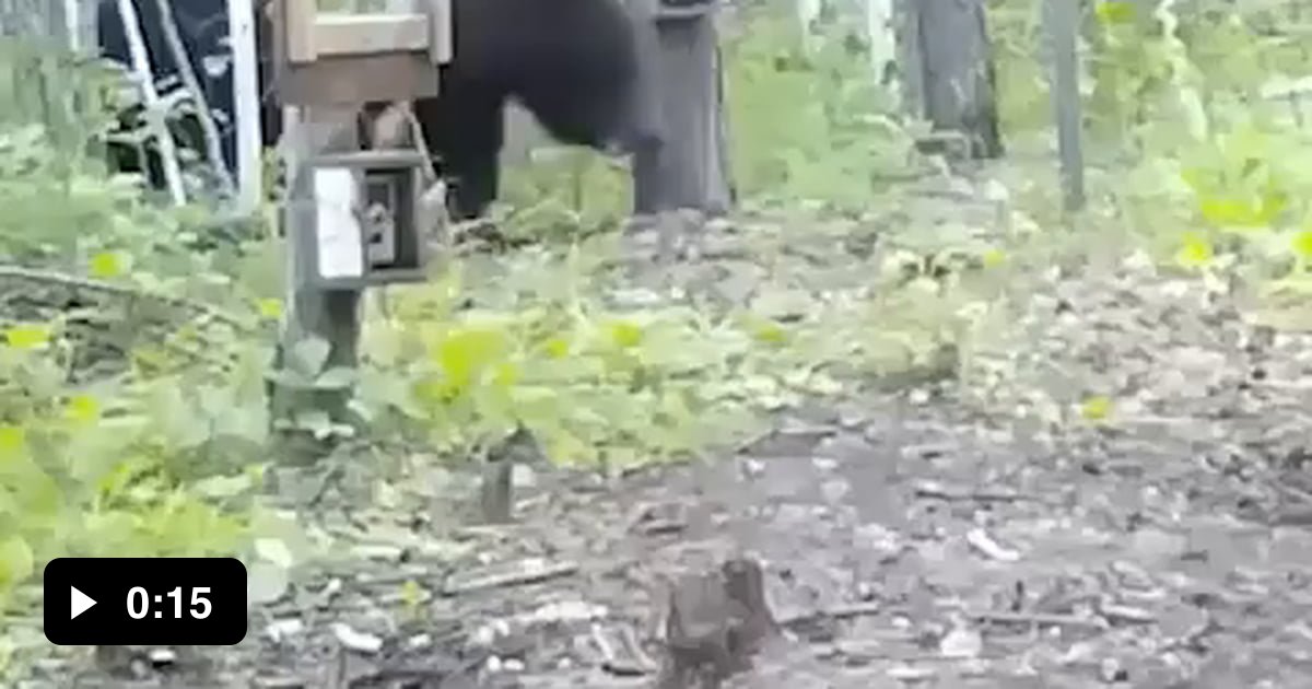Mirror mirror on the tree who is the meanest bear around - 9GAG