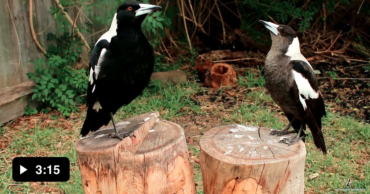 R2-D2 & Tiny Tim, the Australian Magpies, Sing a Duet (credit: The ...