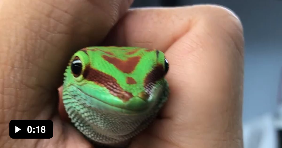 Hold gecko gentle like hotdog - 9GAG