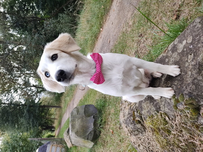 Hey there! This is our little cutie 5 mo puppy. She looks hella cute ...