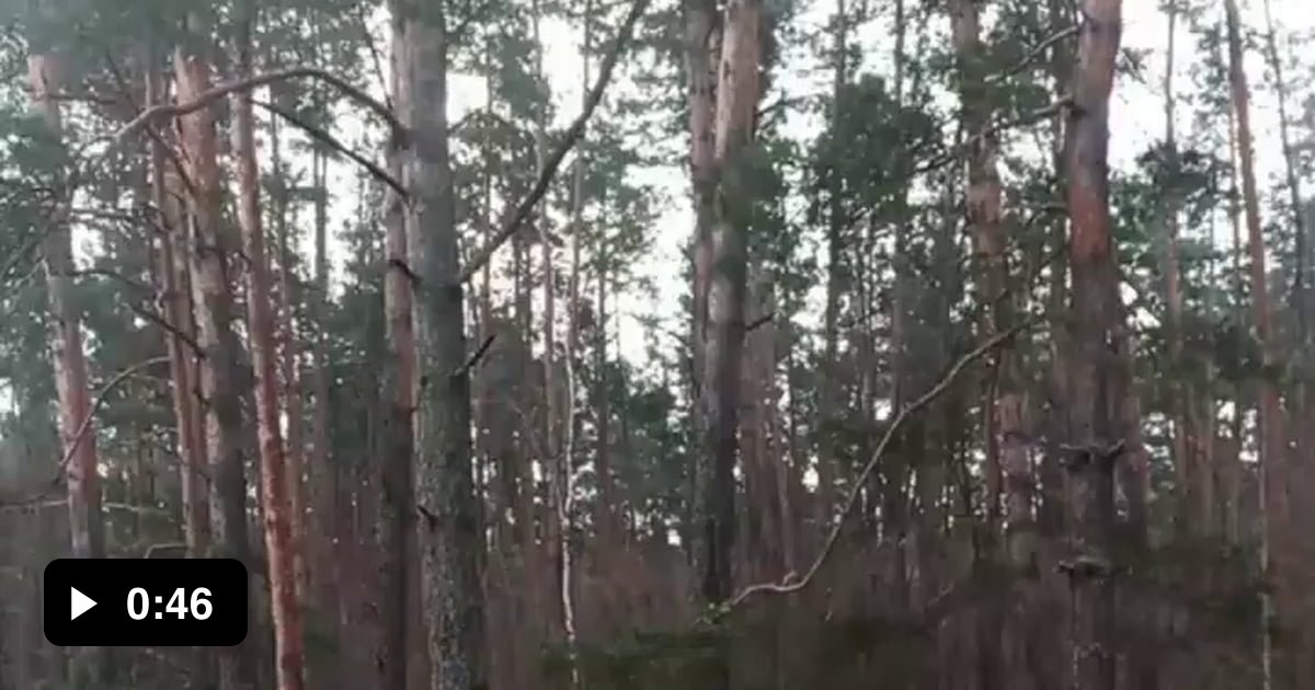 Russian conscripts serving in the border area dragged anti-tank mines along the ground until ...