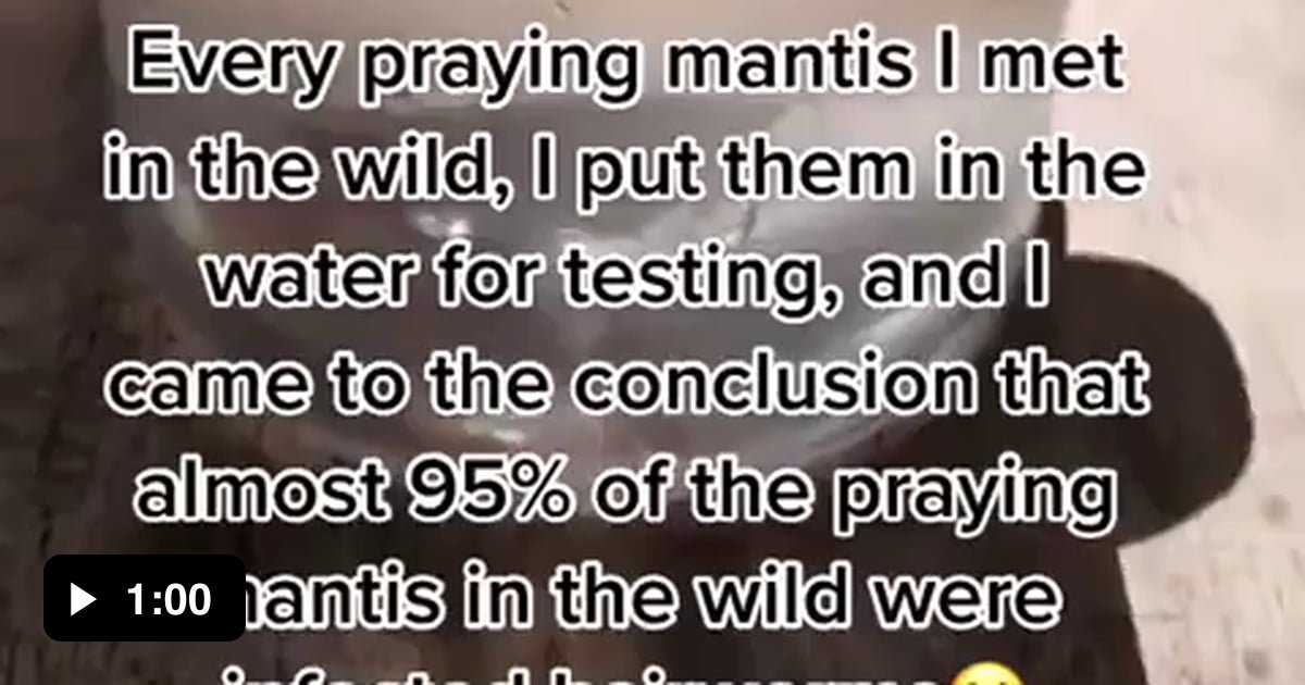 Praying Mantis lowered into water to entice out the parasite within! - 9GAG