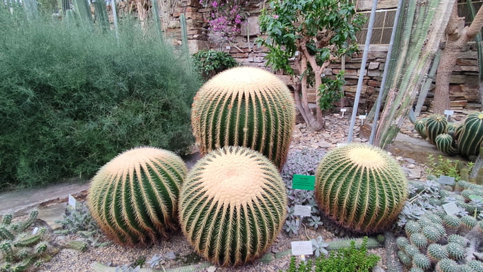 Of Golden Barrel Cactus 🌵 - 9GAG