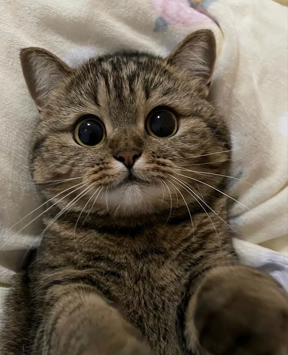 Insert dramatic meow here. - 9GAG