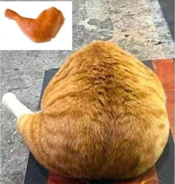 Kentucky Fried Kitten - 9GAG