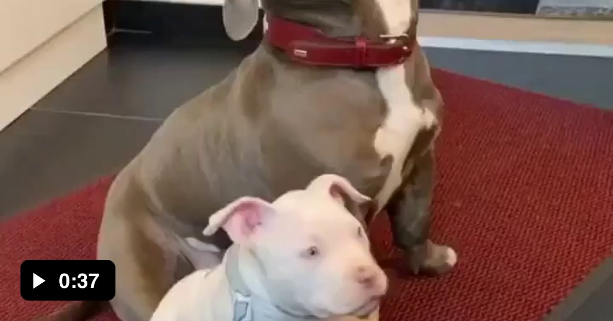 Dog teaches puppy awooo.. - 9GAG