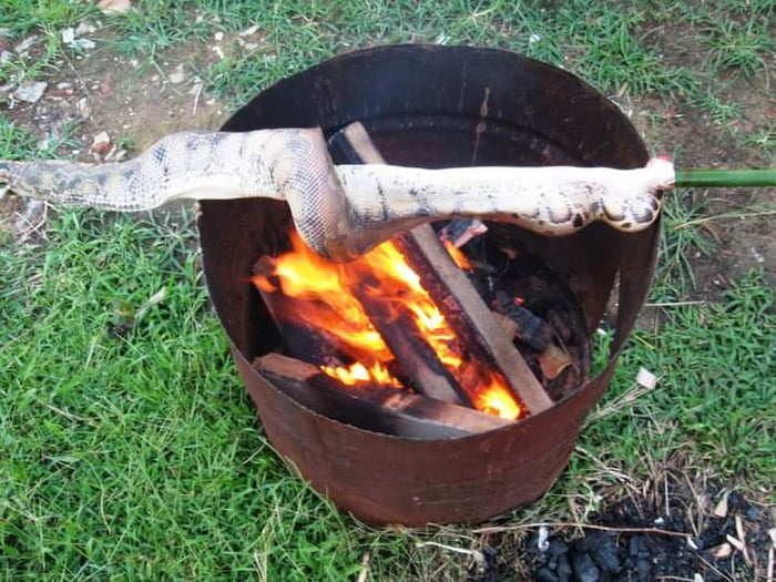 Greetings from Borneo Islands. Yes, we make curry pythons for dinner ...