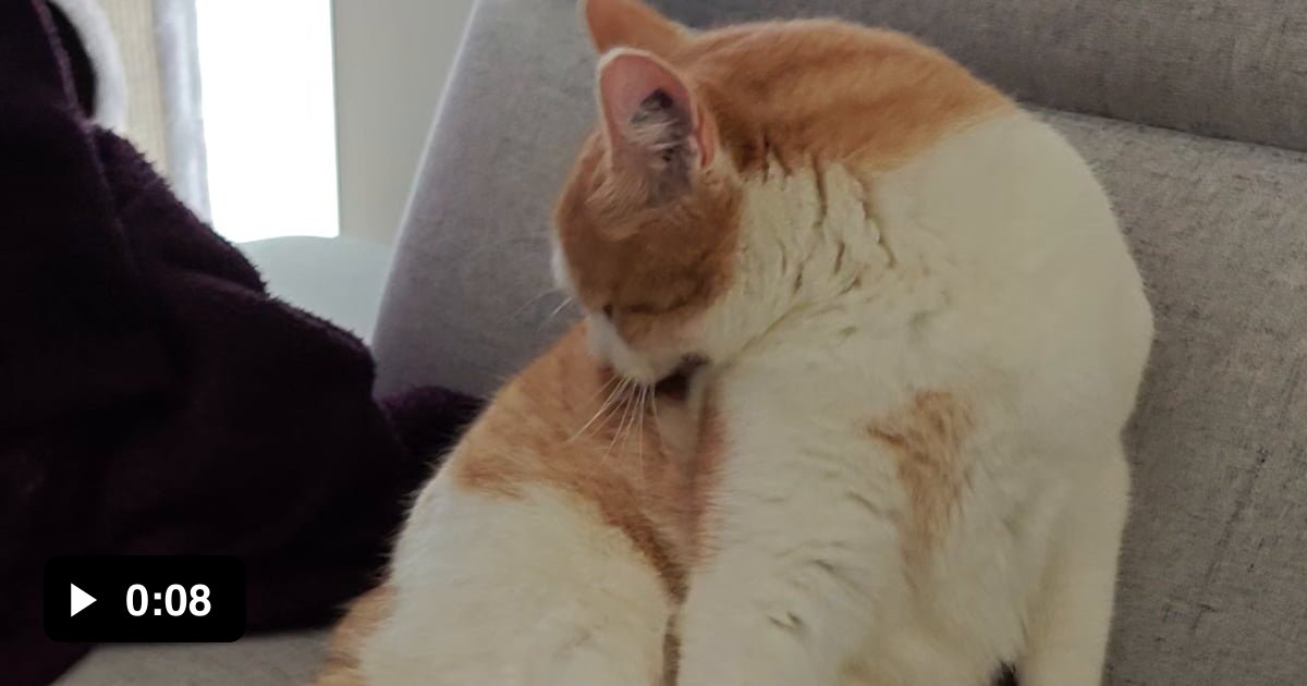 Cat.exe Beta v0.2110 not ready for public release. - 9GAG