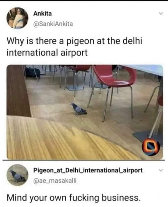 Pigeon rights - 9GAG