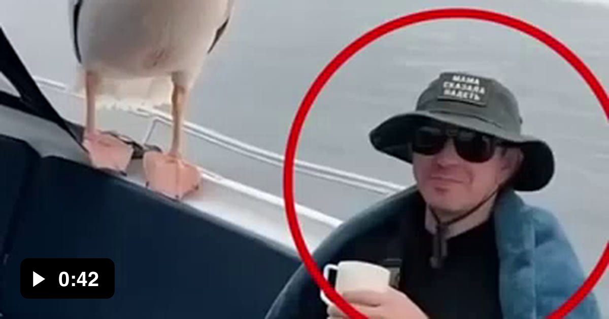 Pelican't and sea pupper - 9GAG