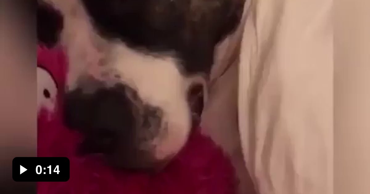 Goodest boi sleeps soundly - 9GAG