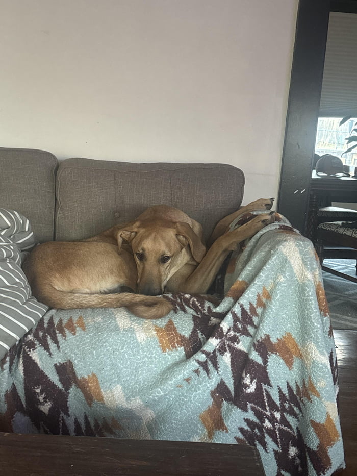 Relaxing on the couch - 9GAG