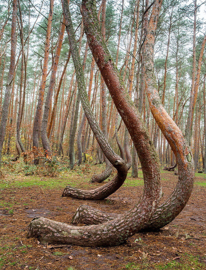 The Very Strange & Curvy Pine Trees In The Crooked Forest Located In ...