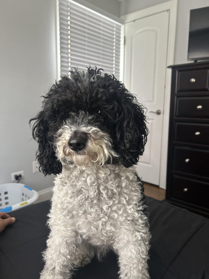 Looking hella floofy - 9GAG