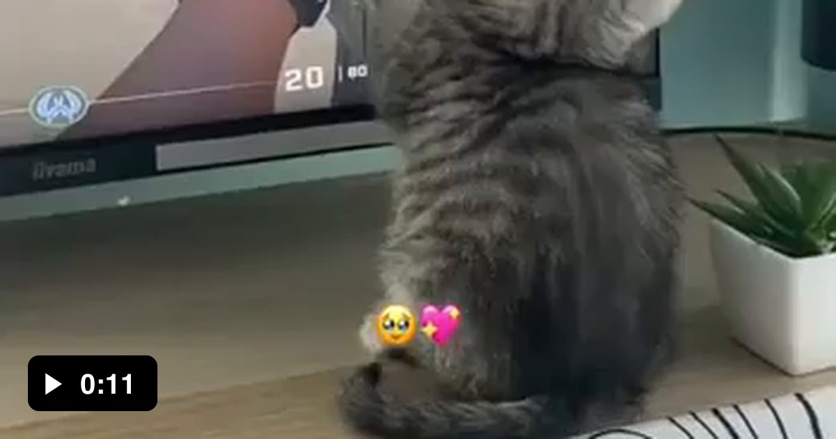 Cute cat play in CS2 ;) - 9GAG