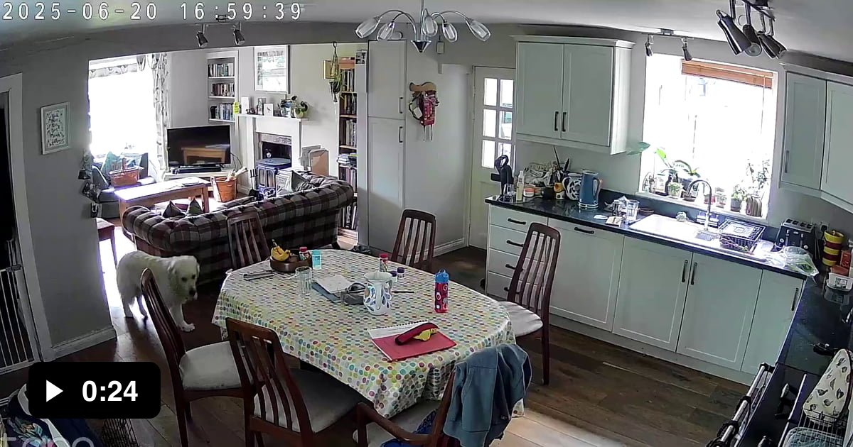 This is Gus. He was caught sitting at the kitchen table while home ...