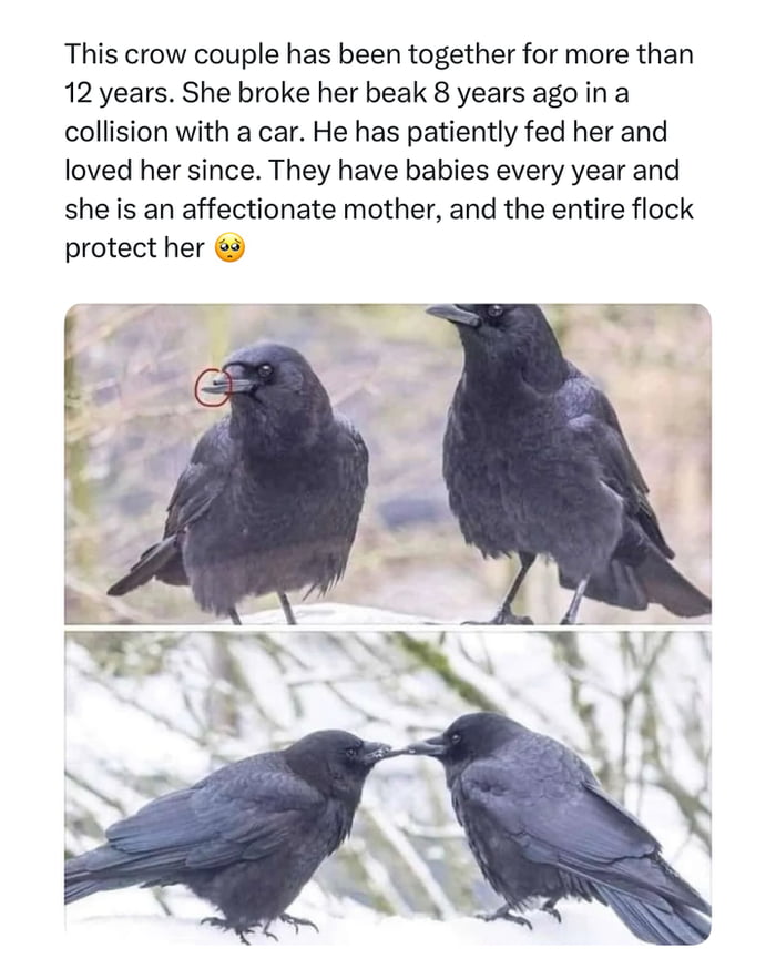 More than a decade of loyalty and care between these two crows. - 9GAG